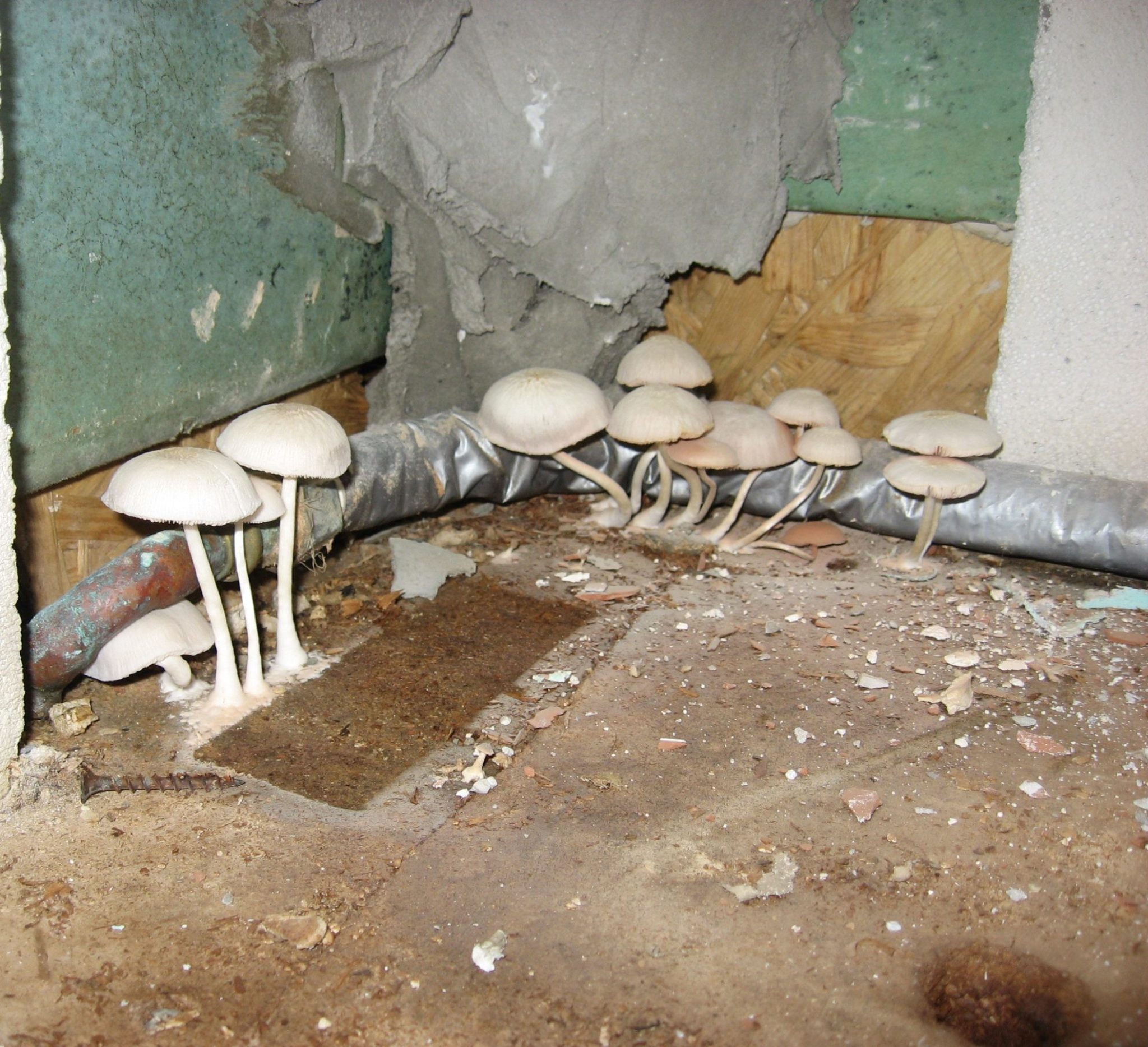 Holzzerstörende Pilze – Blei-Institut